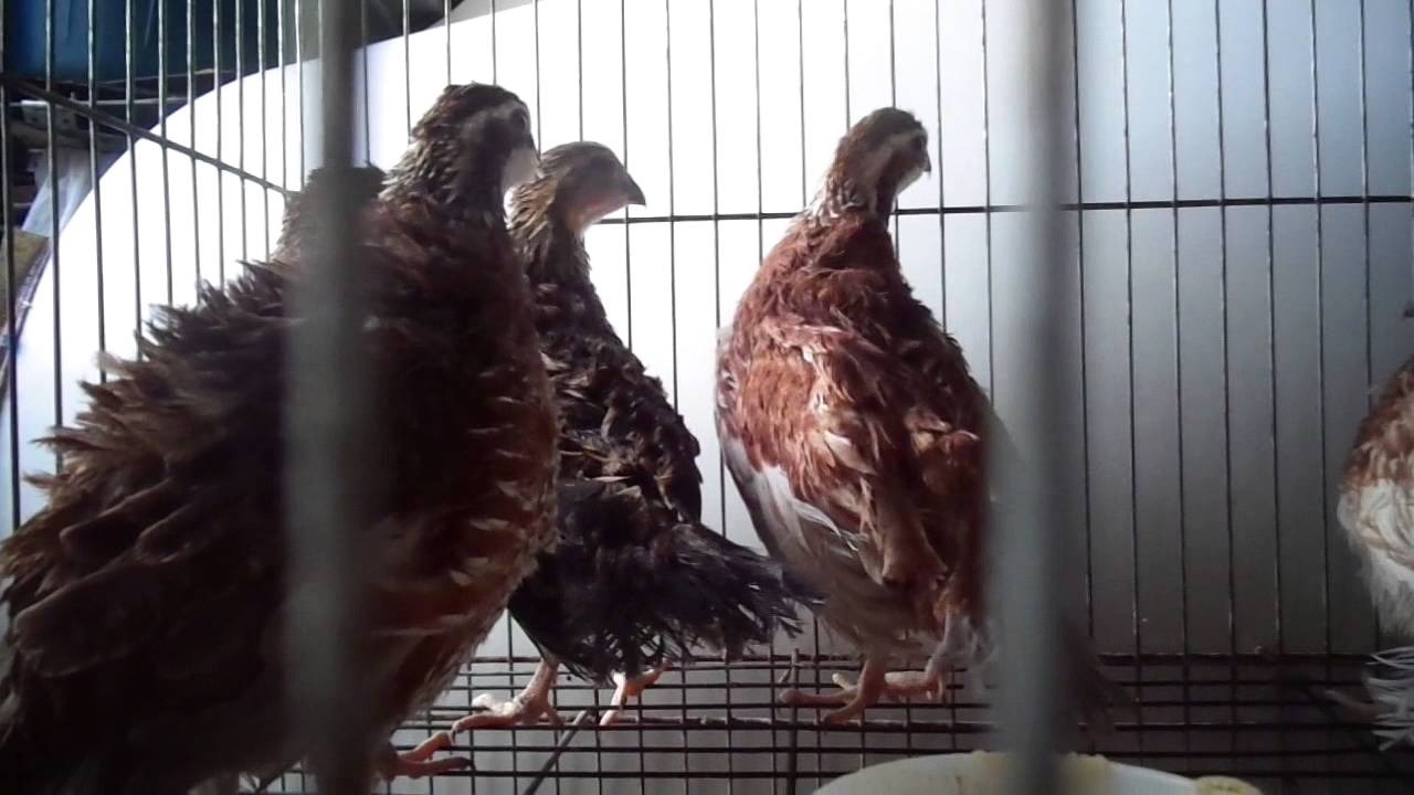 Codorna Bob White Orange - - Já temos aves para venda - YouTube