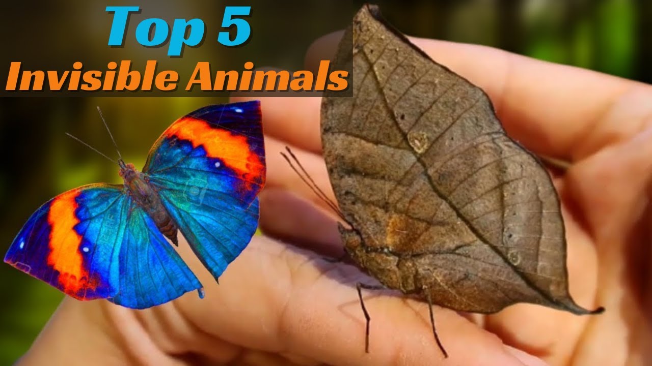 Top 5 Invisible Animals in the World दुनिया के शीर्ष 5 अदृश्य जानवर ...