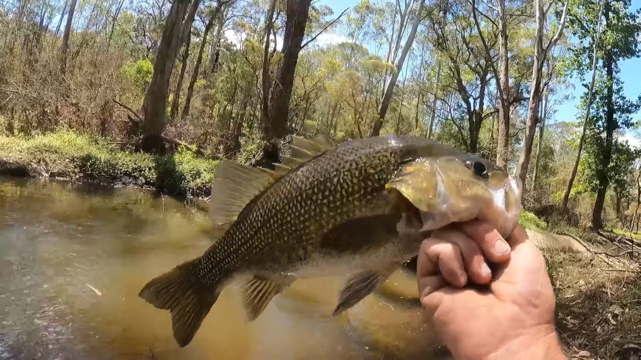 BIG Angry Swamp BASS Reacting To FLASH FLOODING Conditions. - YouTube