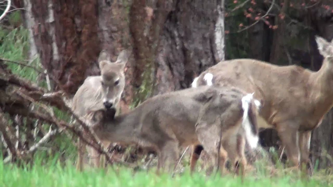 Firmed with a Sony HDR-XR150 in HD FX Mode Deer Grooming and Drying off ...