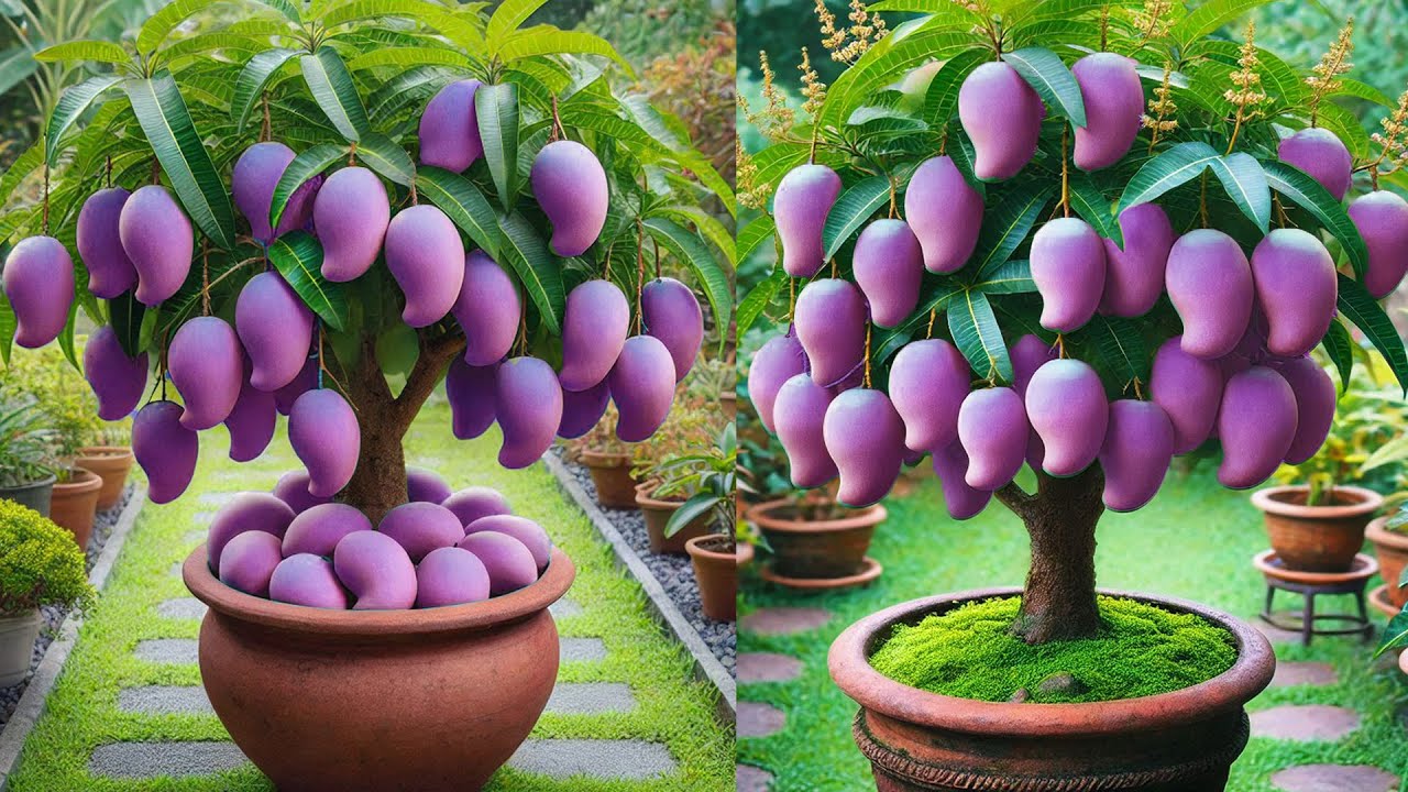 🔴LIVE🌿Grow Fruits Trees Faster with These Pro Tips To Produce Amazing ...