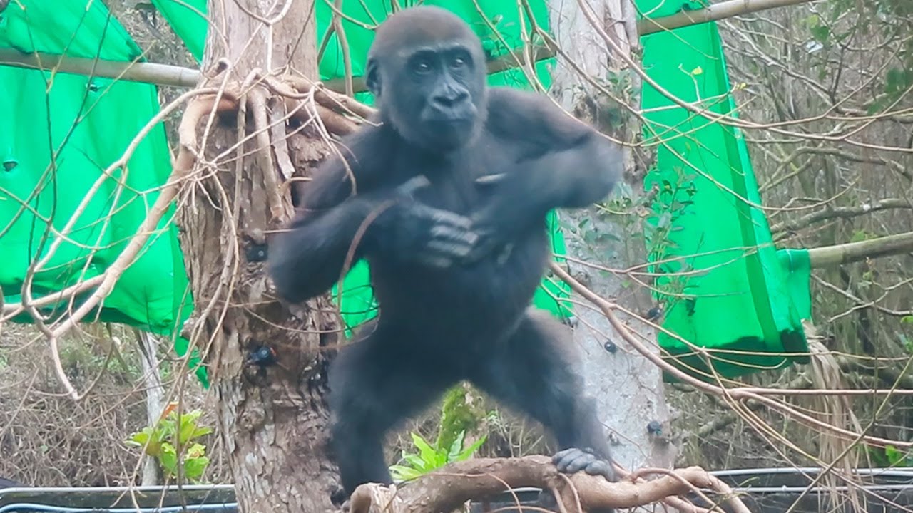 小金剛Jabali對黑猩猩拍胸與跳遠Little gorilla Jabali did chest beating to neighbor ...