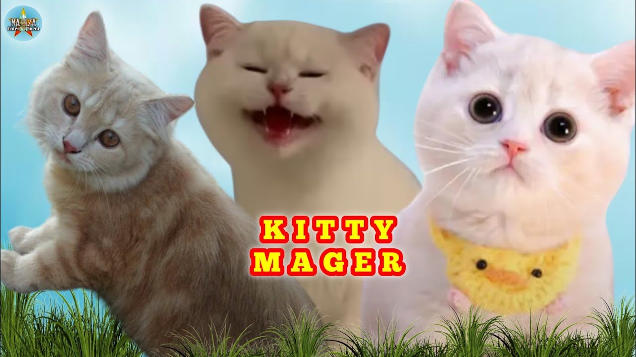 KUCING MEONG-MEONG ‼️KUCING MAGER LUCU ‼️ANAK KUCING SI MAENG LUCU ...