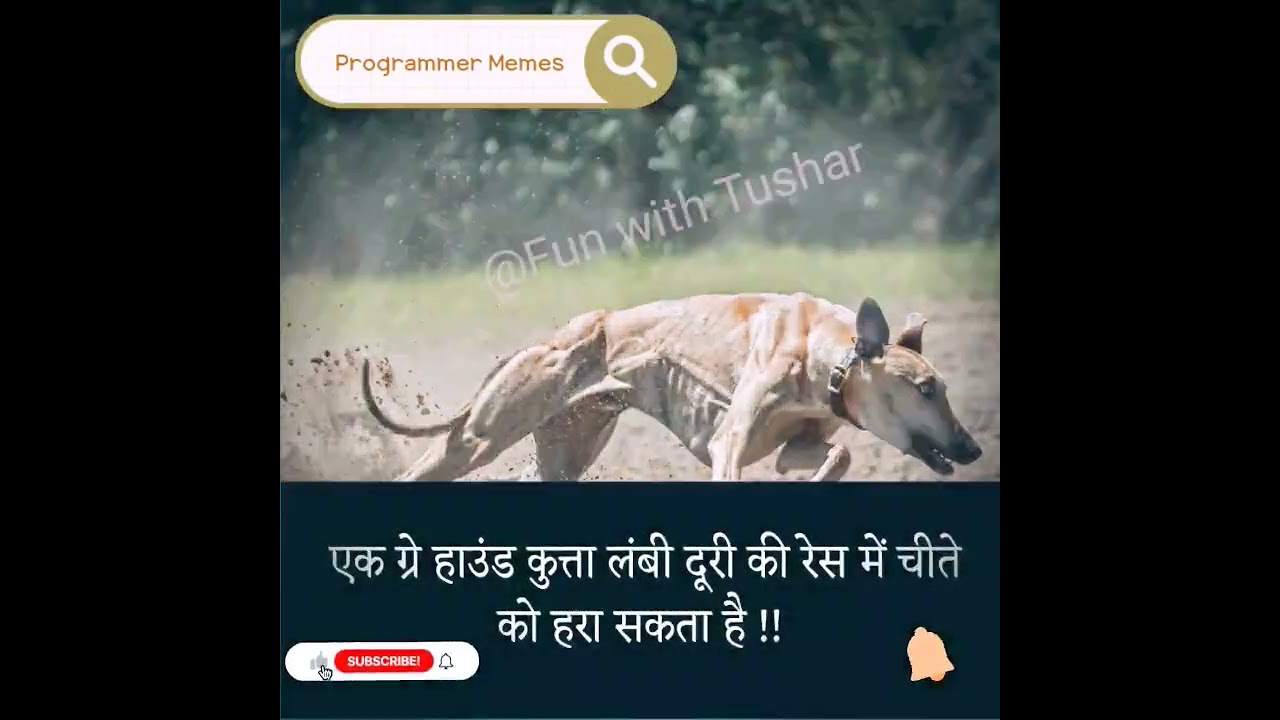 Grey Hound Dog😱 | UPSC SSC CGL GK knowledge #shorts #gkfacts #gkinhindi ...