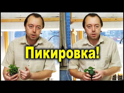 Заблуждения и лож о пикировке растений! Как правильно пикировать томаты ...