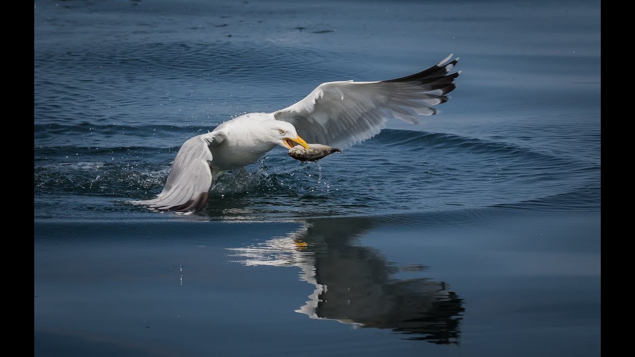 Shore Birds || flying birds - YouTube