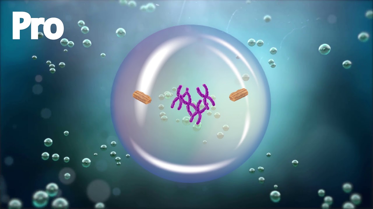 Cell Division Animation Youtube