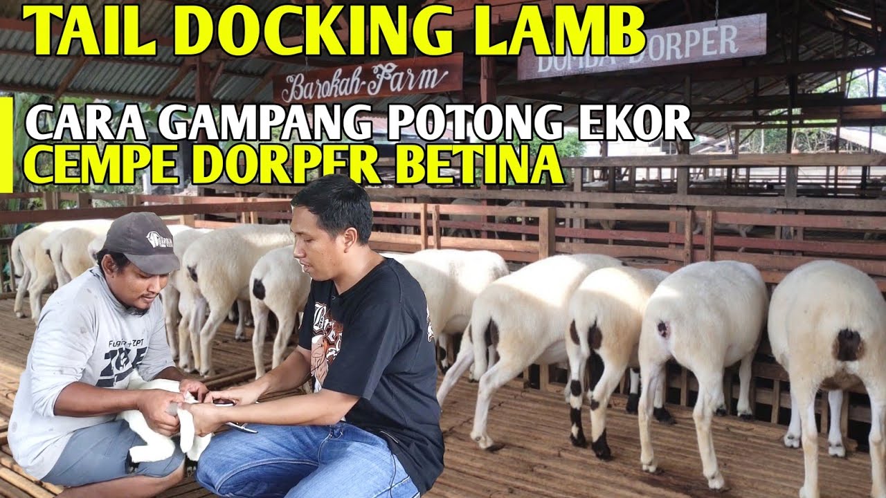 Cara Gampang Potong Ekor Cempe Dorper Betina Tail Docking Lamb | Cara ...