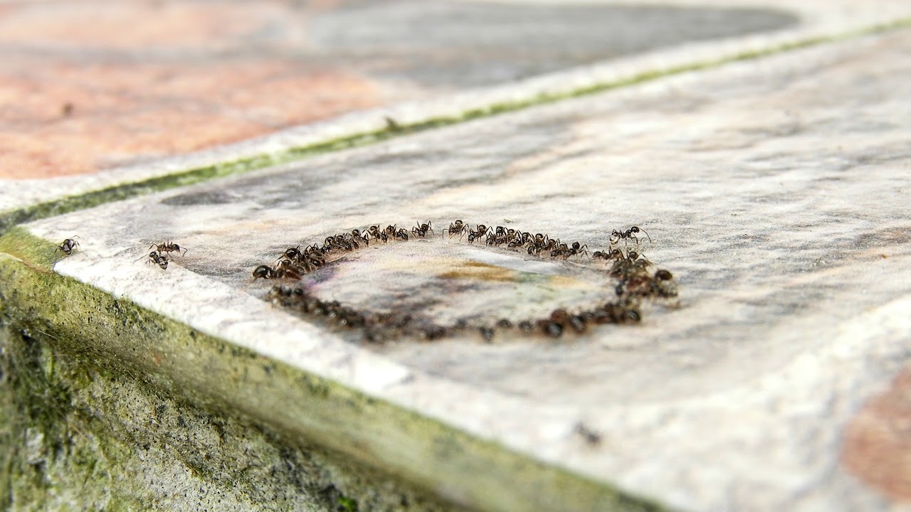 Relaxing ant sound - RELAXING SOUND! - YouTube