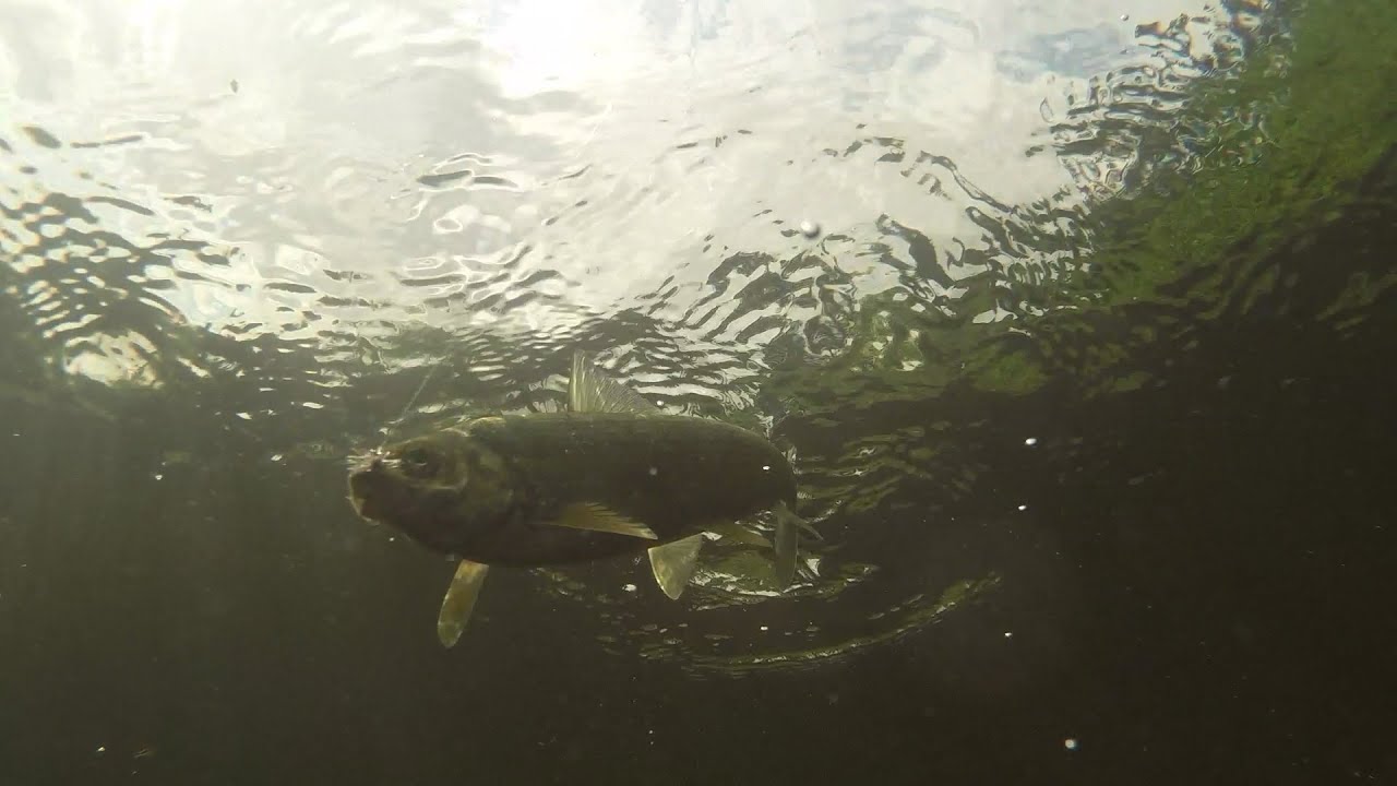 The World of Whitefish - YouTube