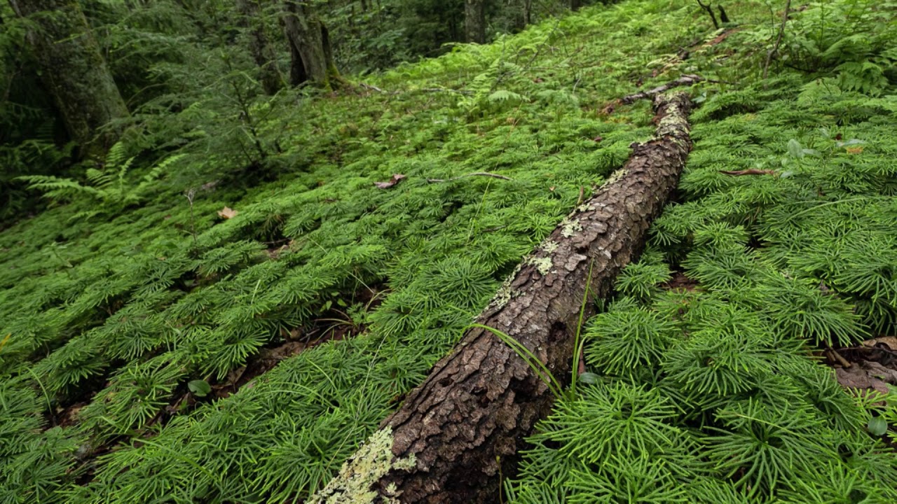 Friday Forest Walk - YouTube