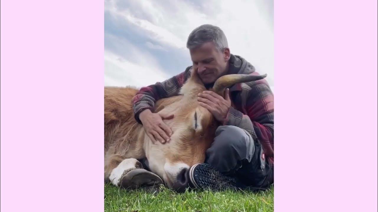 Hugging a Big Cute Cow | Adorable Cow Hug Human | Happy Cows | Cow Cuddling | Try Not To Aww ...