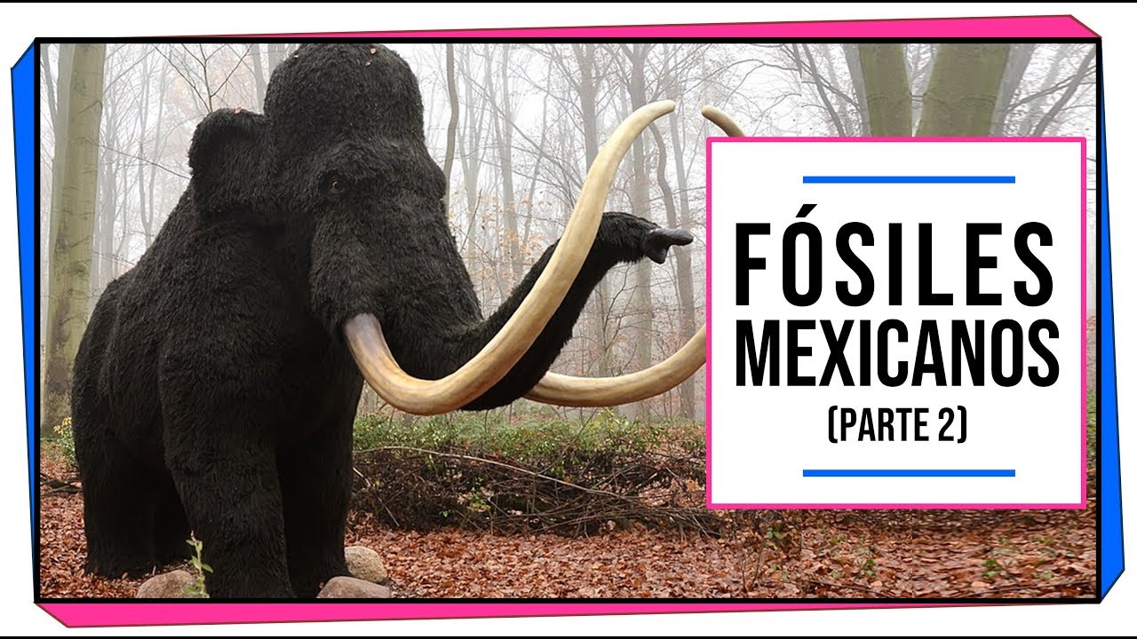 ¿Qué fósiles han sido encontrados en México? (Parte 2) | CIENCIA A LA ...
