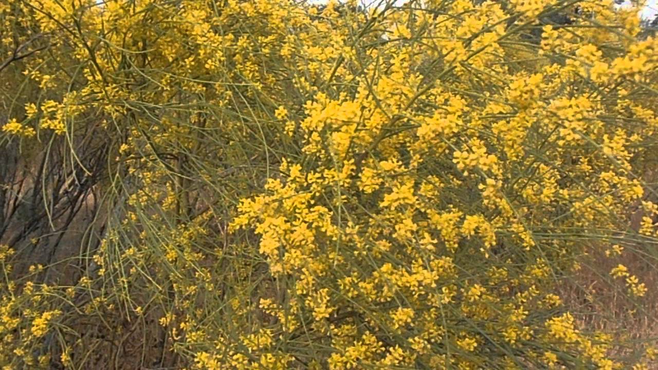 RETAMA EN FLOR: Retama sphaerocarpa (www.riomoros.com) - YouTube