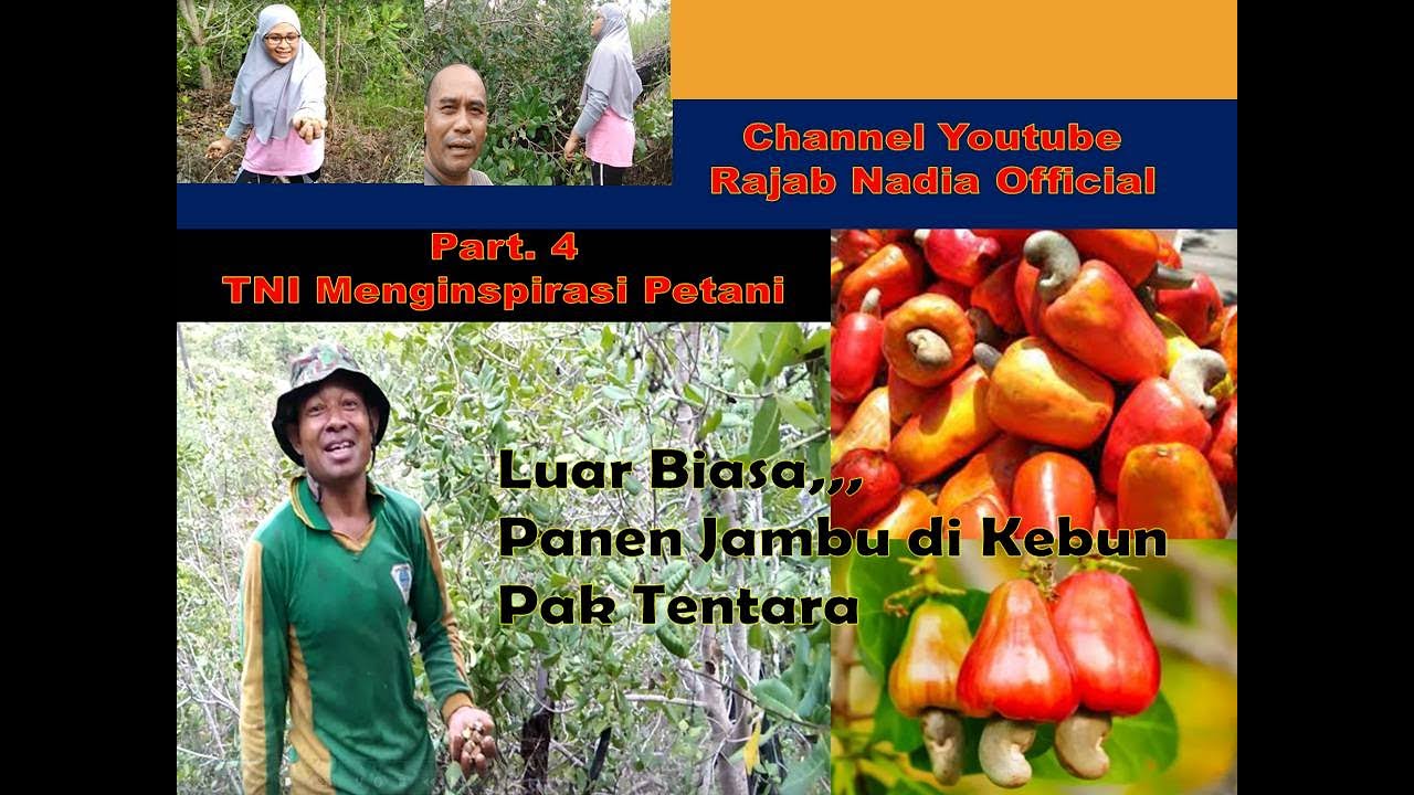 Luar Biasa, Panen Jambu Mete di Kebun Pak Komandan?? Begini Anggota TNI ...