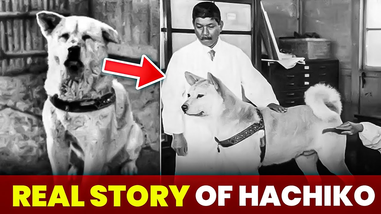 The Real Story of Hachiko: The World’s Most Loyal Dog - YouTube