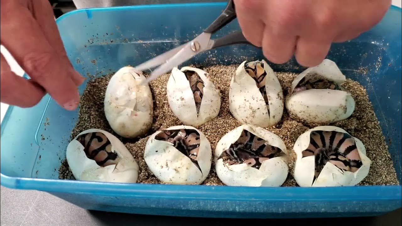 Ball Python Egg Cutting Clutch #10 Of 2023 - YouTube