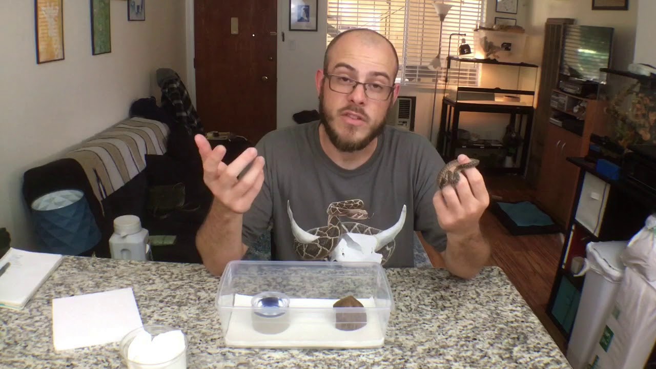 What To Do When Your New Snake Arrives - YouTube