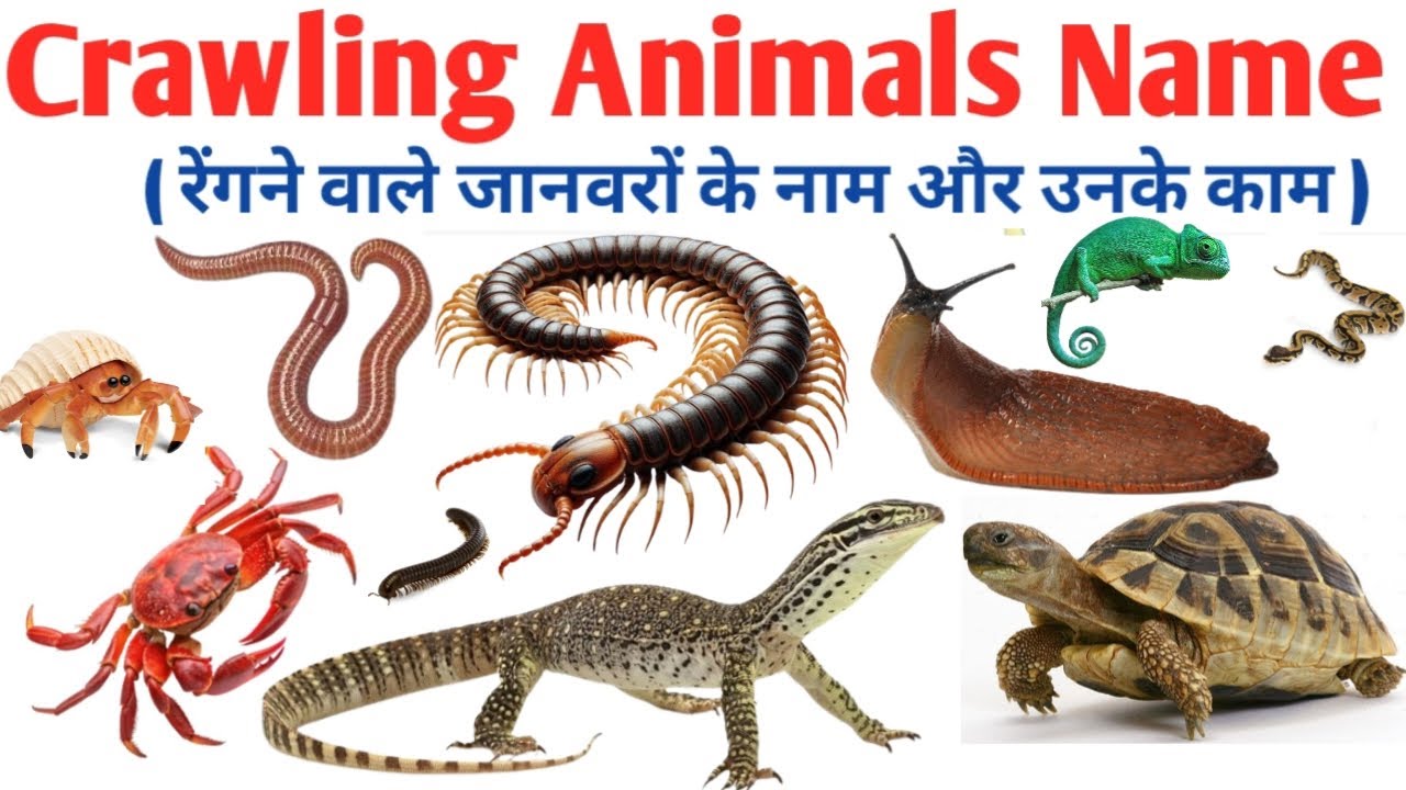 Crawling Animals Name | Amazing Crawling Creatures | Fun Learning Video ...