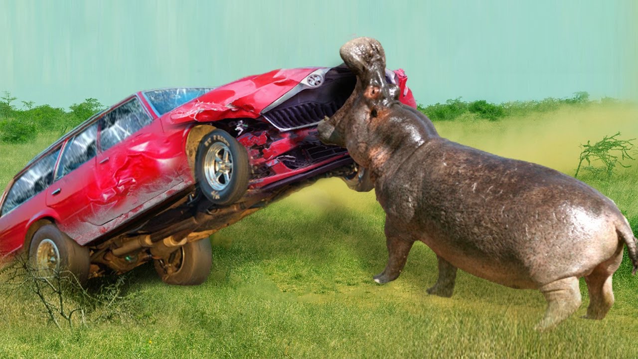 DANGER! When Wild Animals Get Angry? Wild Animals Attack Car - RUN NOW ...