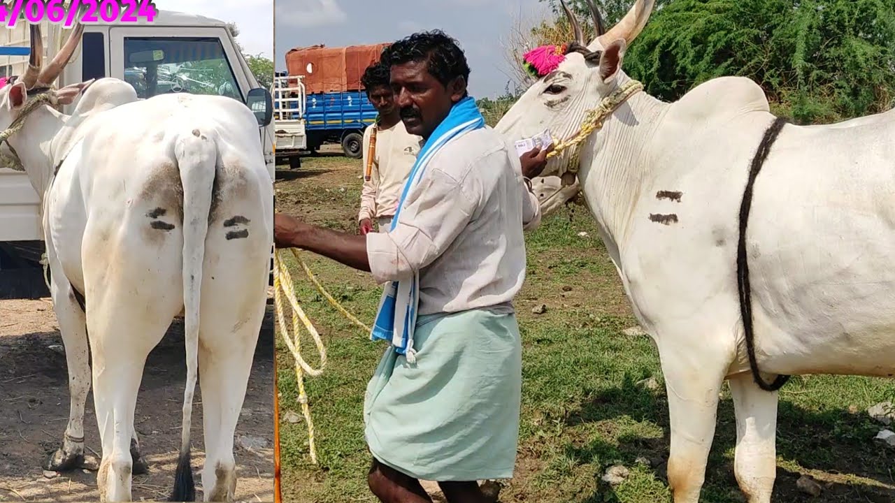 Desiya camp narasappa in Sindanur// 8073275122 //speed test Desiya ...