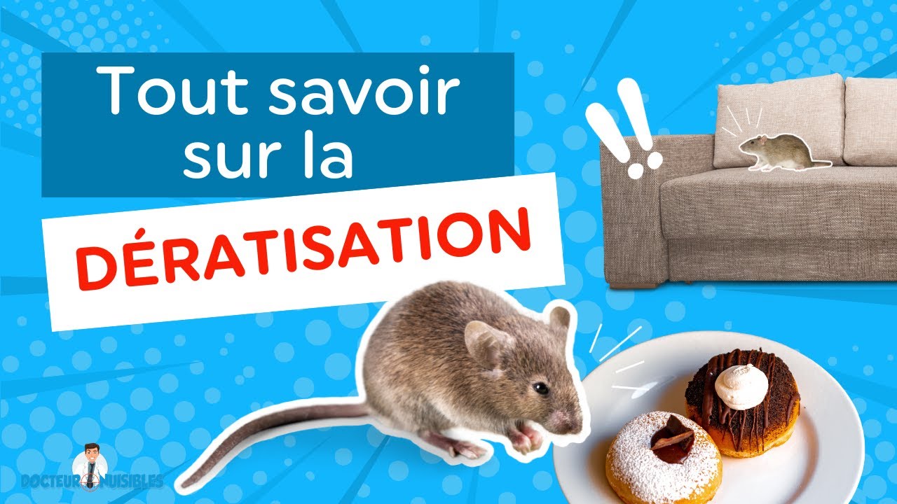Tout connaître de la dératisation 🐀🔍 - YouTube