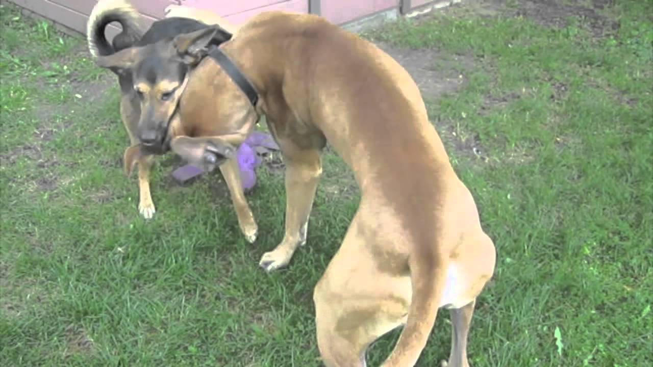 Playful behaviour in canines - YouTube
