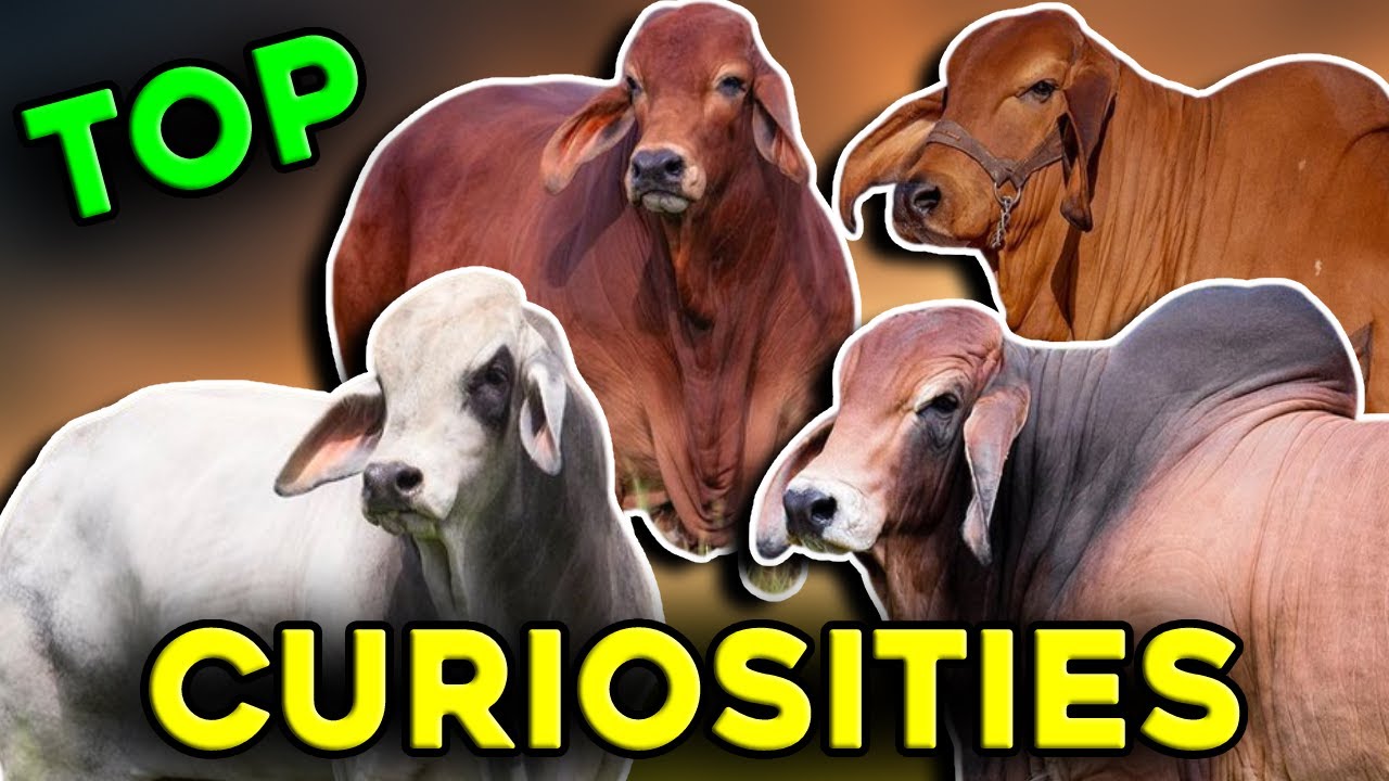 Main CHARACTERISTICS of the Brahman Breed - YouTube