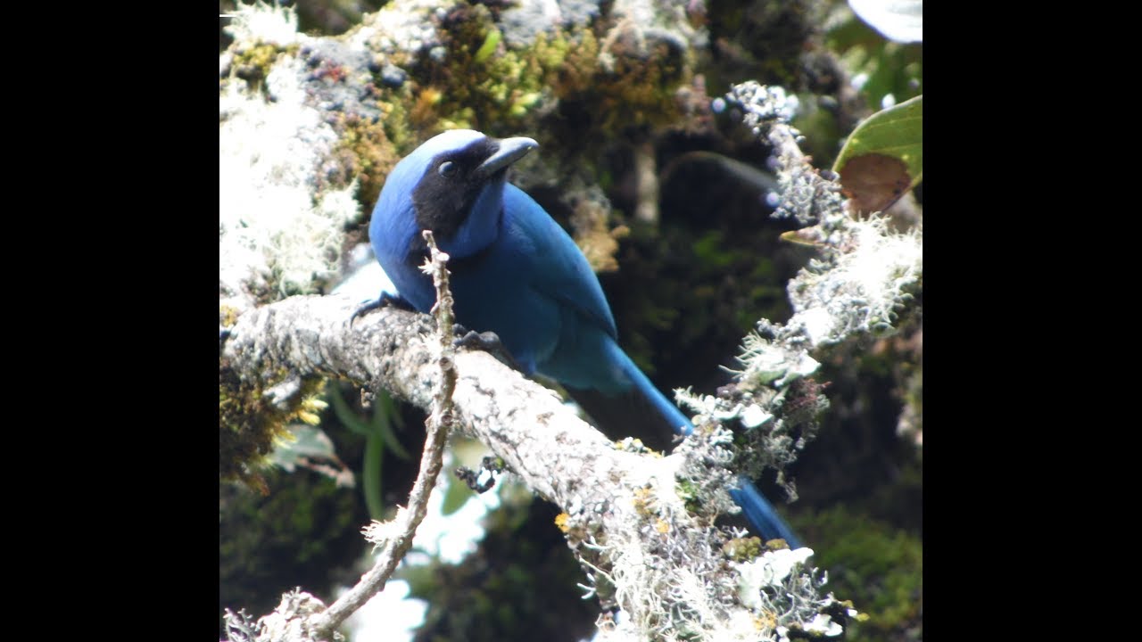 CANTO DE LA URRACA COLLAREJA / BLACK-COLLARED JAY / Cyanolyca armillata ...
