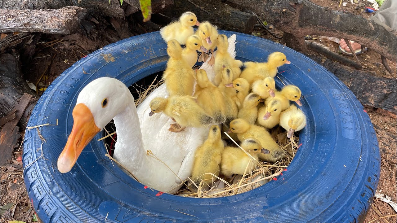 Amazing Pekin Duckling Hatching From Eggs - Nee Cute Baby Duck Born ...
