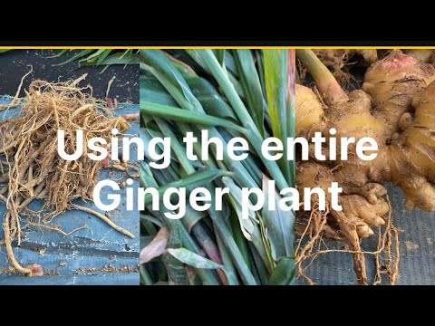 using the entire Ginger plant and reap all its benefits - YouTube