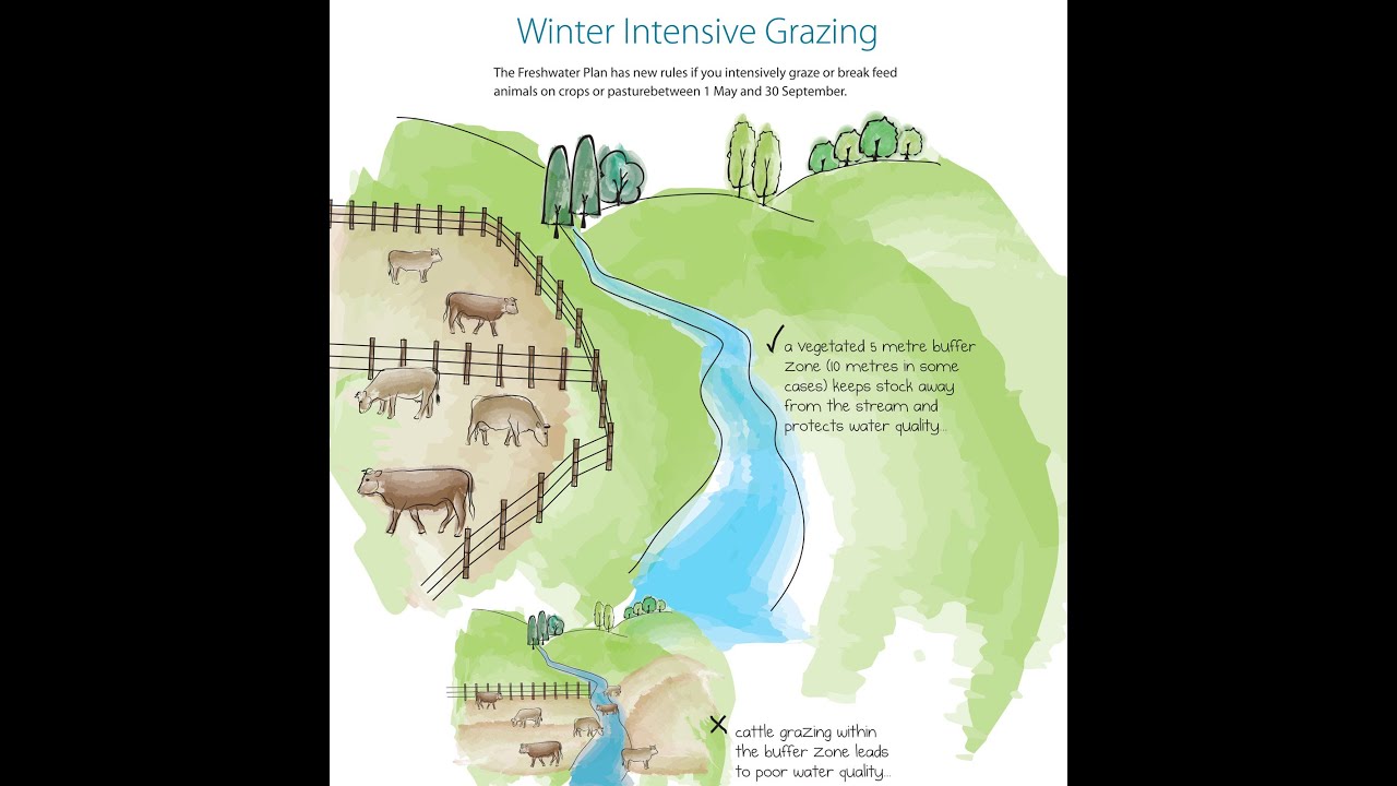 Winter Intensive Grazing - Freshwater Plan Factsheet - YouTube