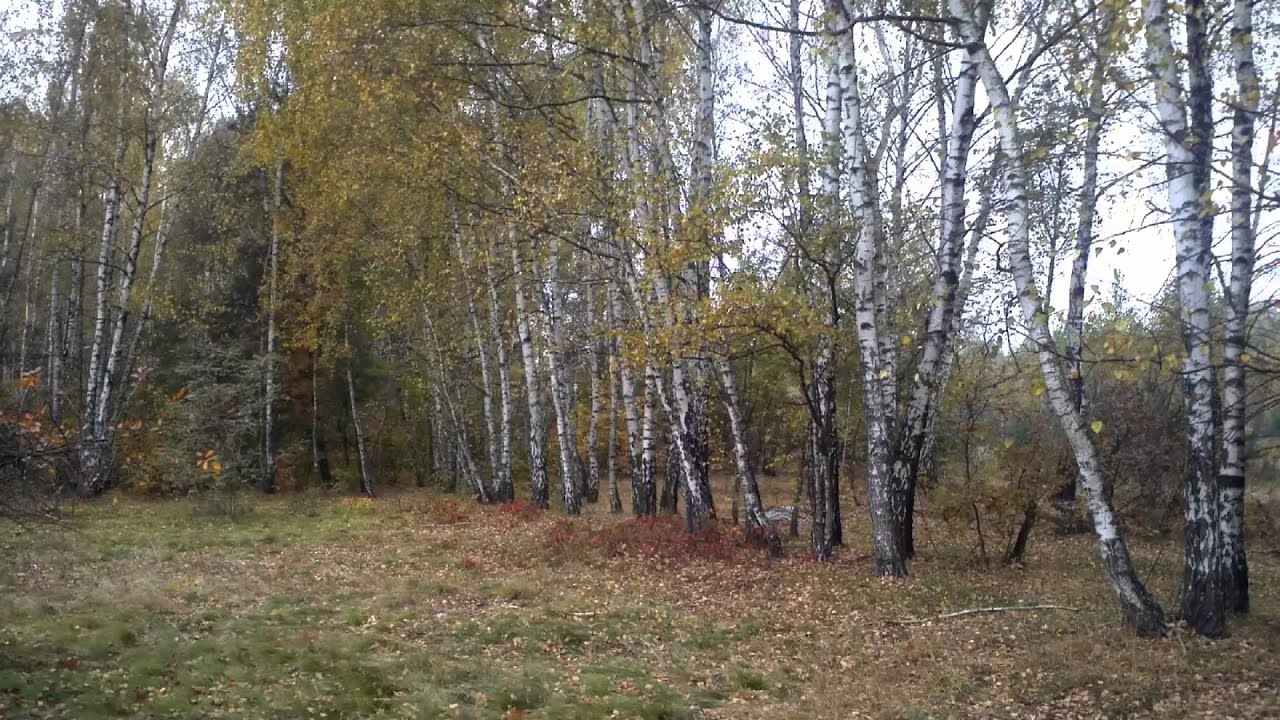 Las polski jest piękny, świetne zdjęcia. - YouTube