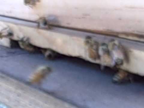 Cain's Bees Bringing in Yellow Pollen (close-up) - YouTube