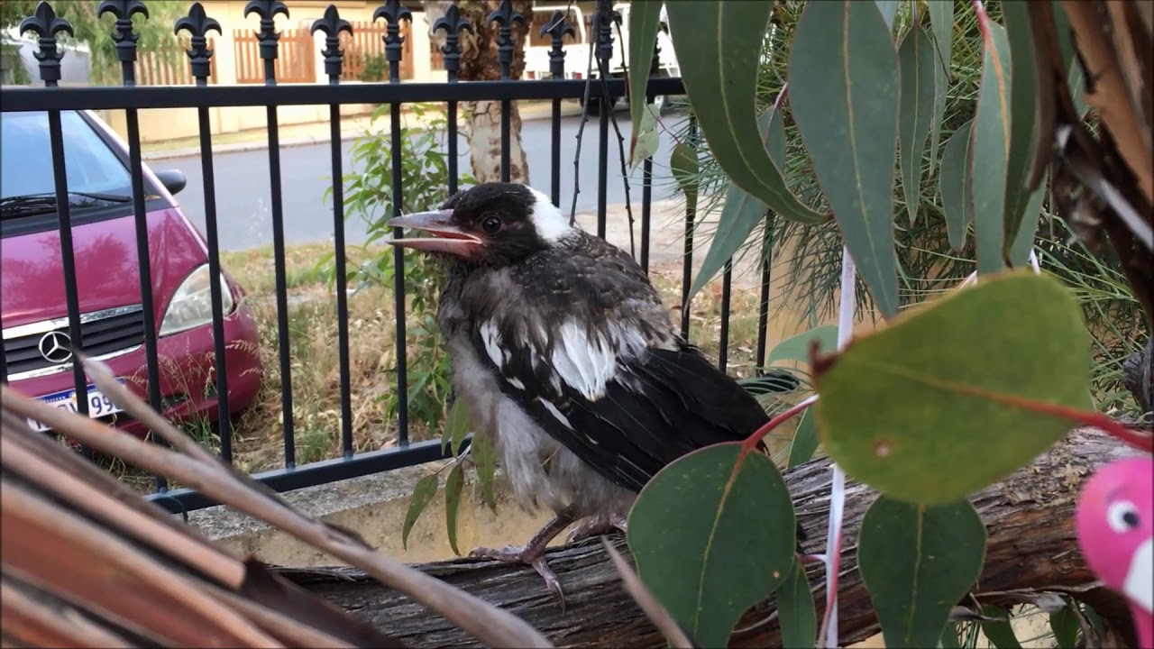 Baby Magpie - YouTube