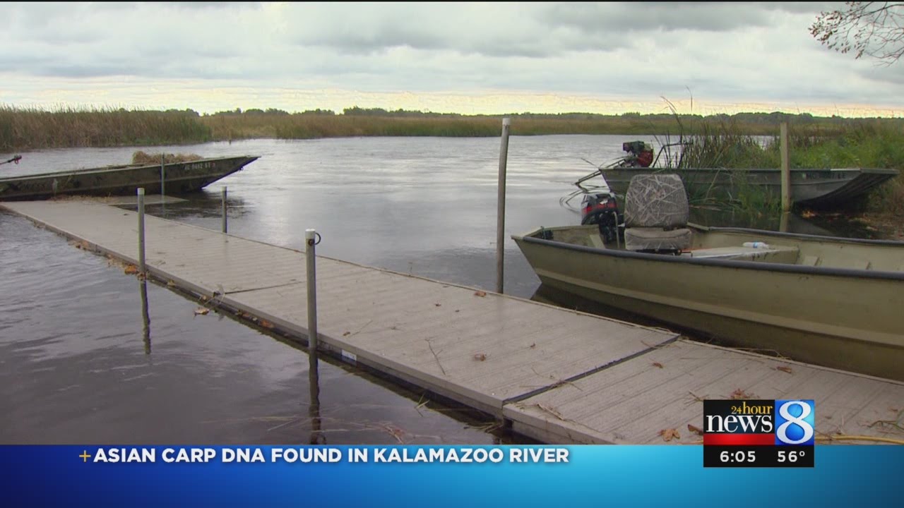 Asian carp DNA found in Kzoo River - YouTube