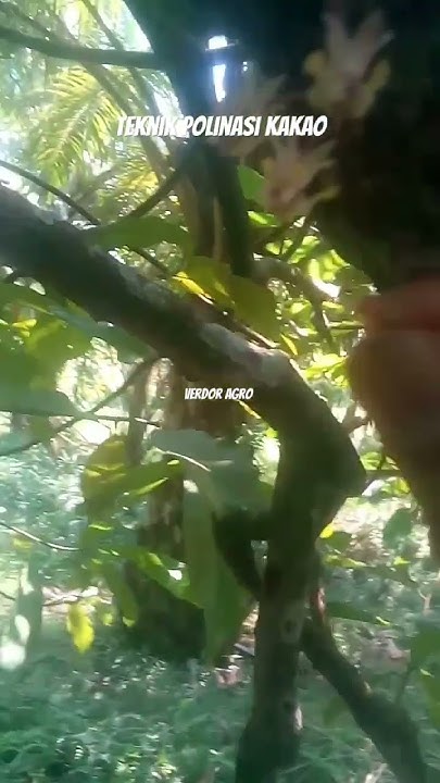 Polinasi Kakao #polinasi #pollinators #pollination #polinasi #kakao #cocoa #reels #fyp - YouTube