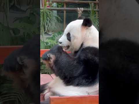 “Si Comel Panda di Zoo Negara! 🐼😍” - YouTube
