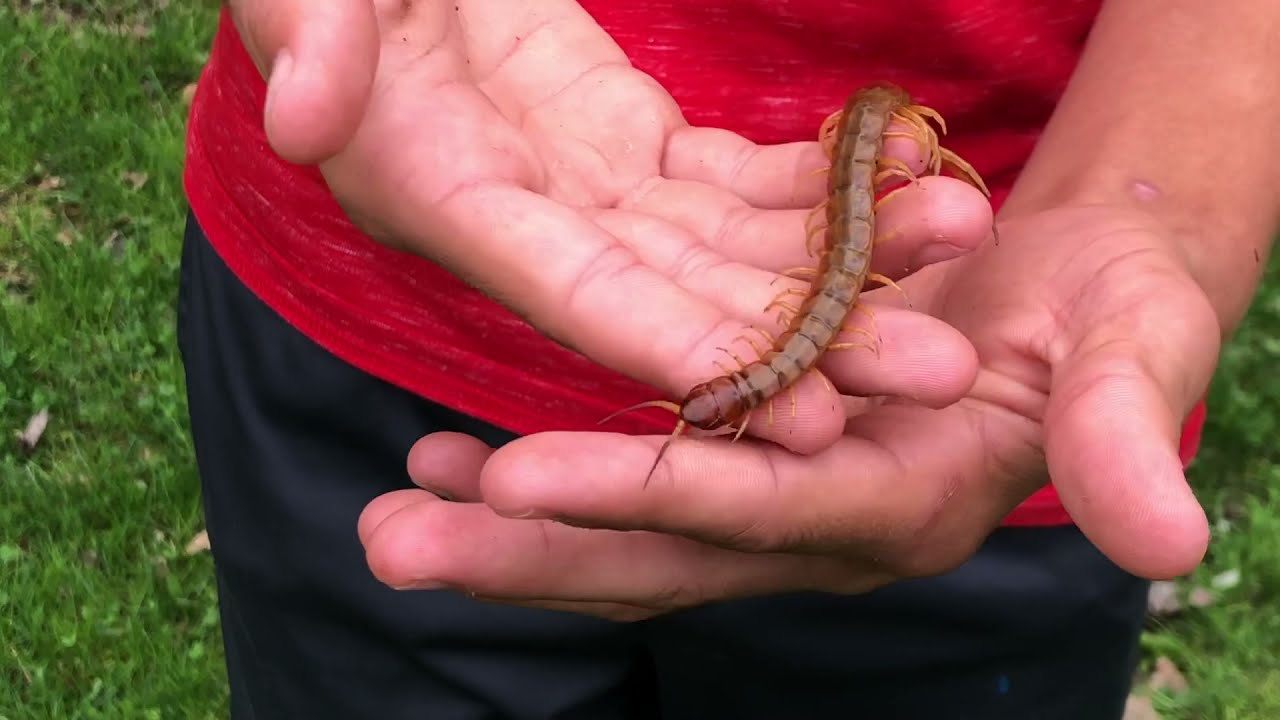 Florida Keys Giant Centipede - YouTube