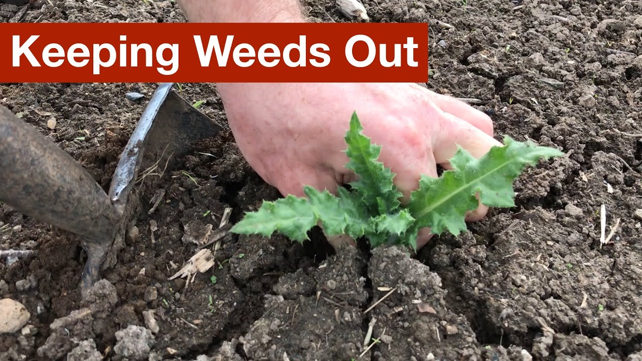 Keeping Weeds Out - YouTube
