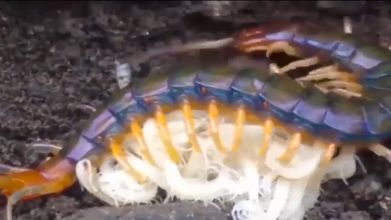 Hundreds of deadly poisonous centipedes have been born - YouTube