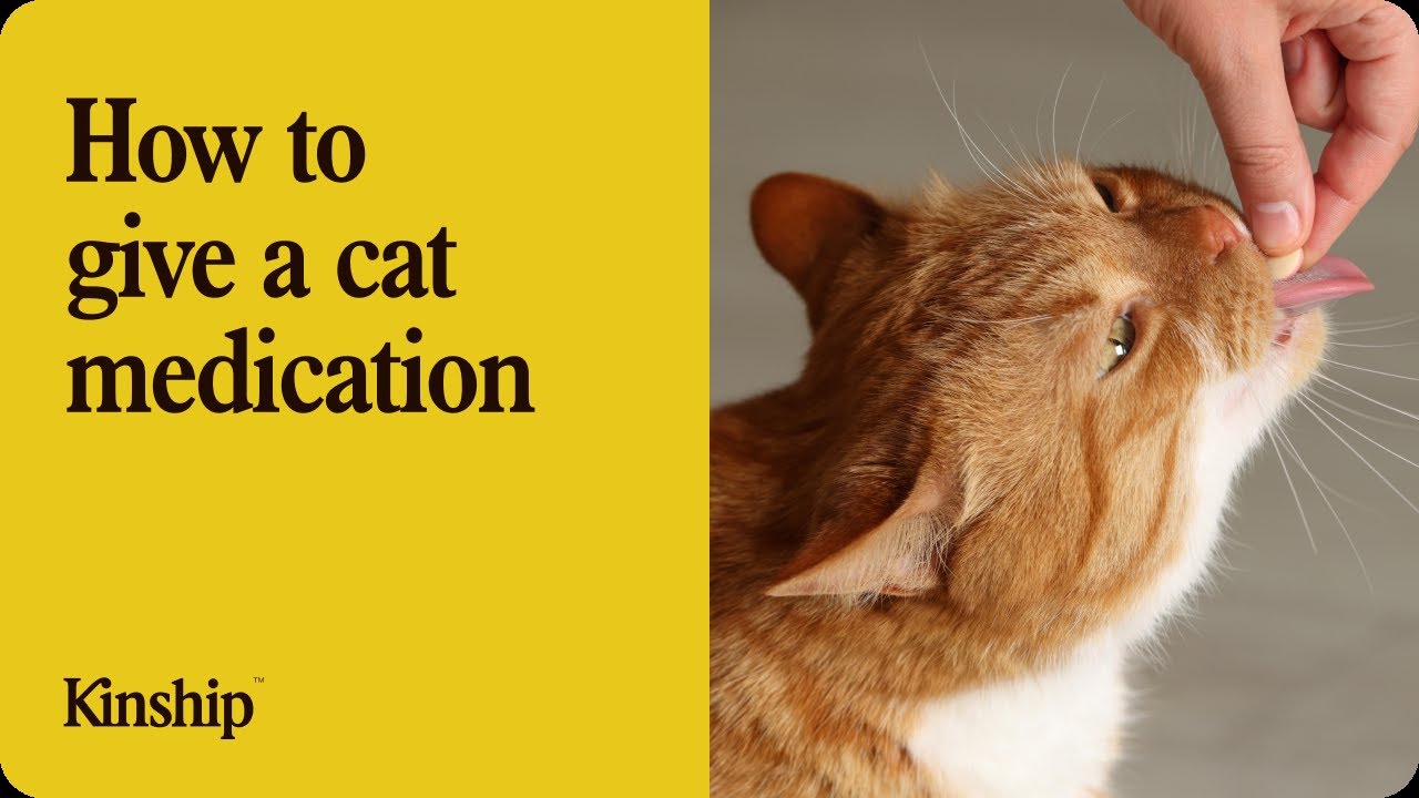 4 Easy Ways to Give Your Cat Medicine Without the Struggle - YouTube