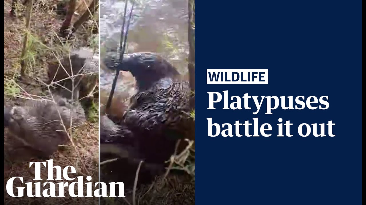 Rare footage of platypuses fighting in the wild - YouTube
