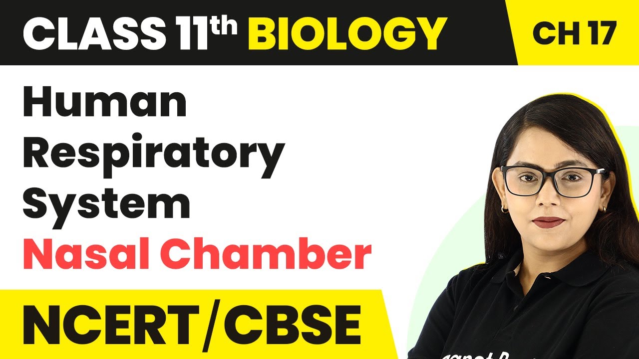 Class 11 Biology Chapter 17| Human Respiratory System(Nasal Chamber ...