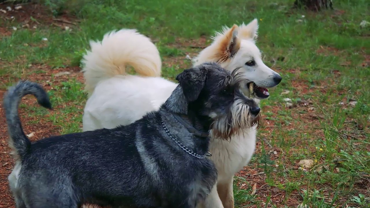 Sheila the dog 3 - YouTube