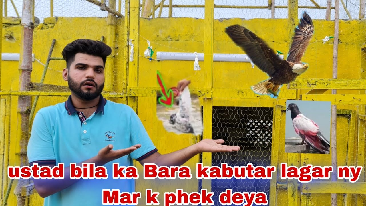 Ustad bila ka Bara kabutar lagar ny Mar deya🥺 - YouTube