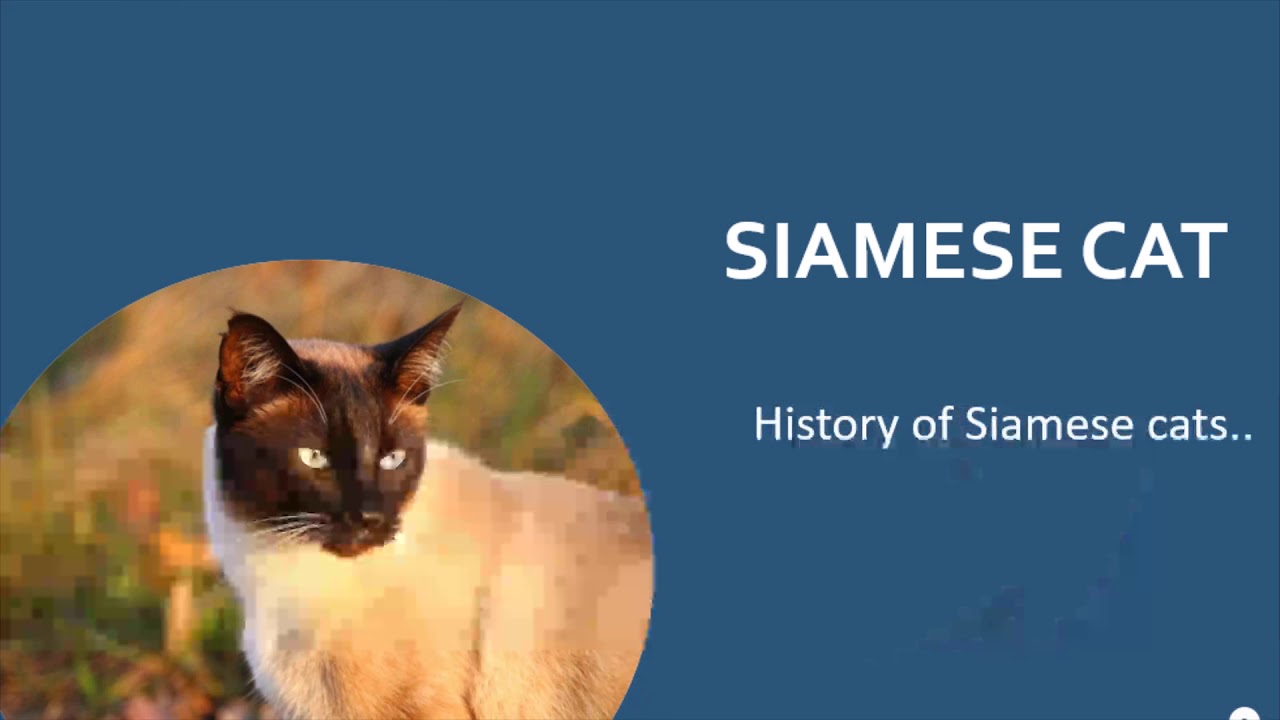 Siamese Cat - History and Encyclopedia of Siamese cat - YouTube