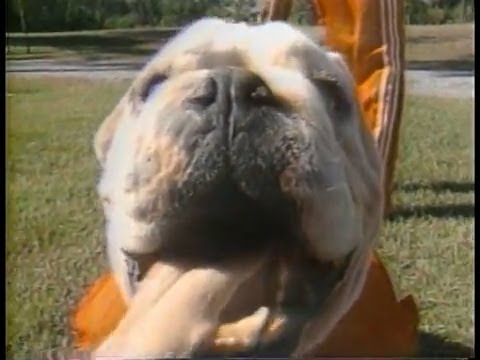 WCTV-TV Georgia Bulldogs Preseason Preview 1987 - YouTube