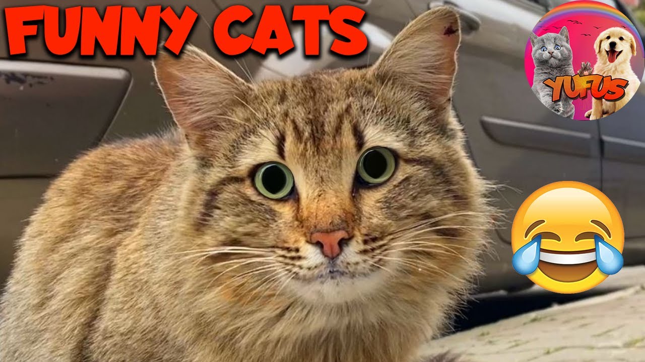 Funny and Cute Cats Arguing Each Other - Feeding Stray cats | YUFUS ...