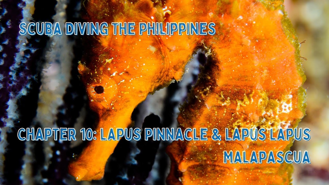 Scuba Diving The Philippines - Lapus Pinnacle & Lapus Lapus #malapascua ...